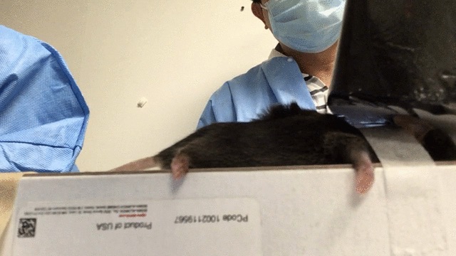 News | Choa's Lab | Brain and Nanotech Research
